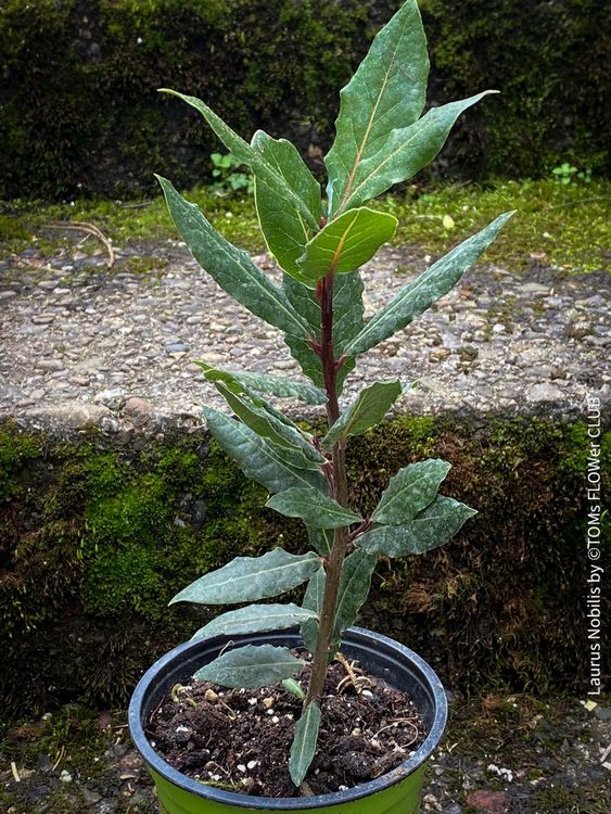 Echter Lorbeer - Lorbeerbaum - Laurus Nobilis (Neu (gemäss Beschreibung ...