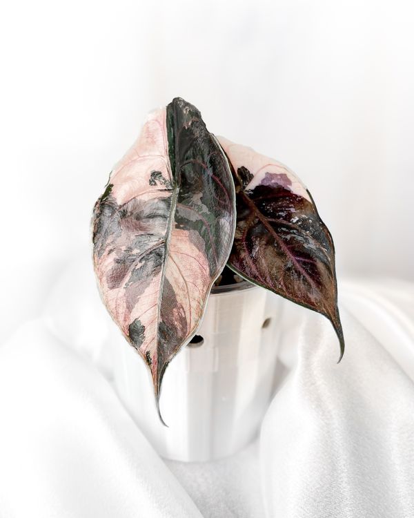 Alocasia Azlanii Albo/Pink Variegata Rhizom | Kaufen auf Ricardo