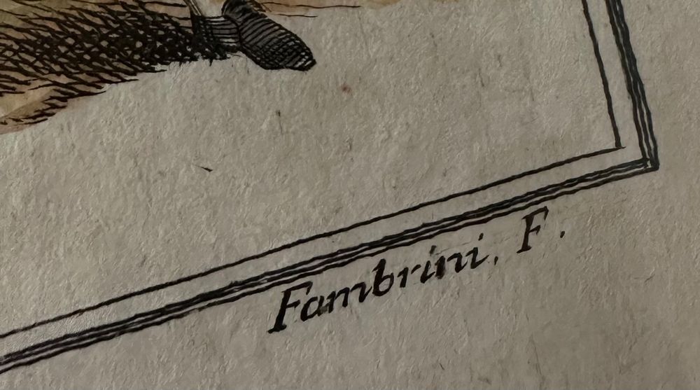 Ferdinando Fambrini (1764-1780) Colorierte Kupferstich (Gebraucht) in ...