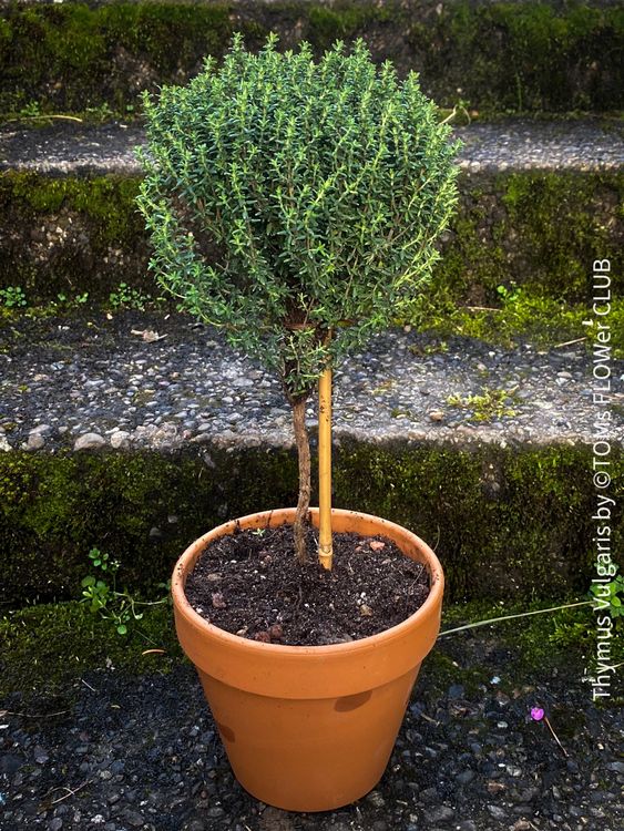 THYMIAN - 3x Thymus Vulgaris - GREEN, AUREA, ALBA Bäumchen | Kaufen auf ...