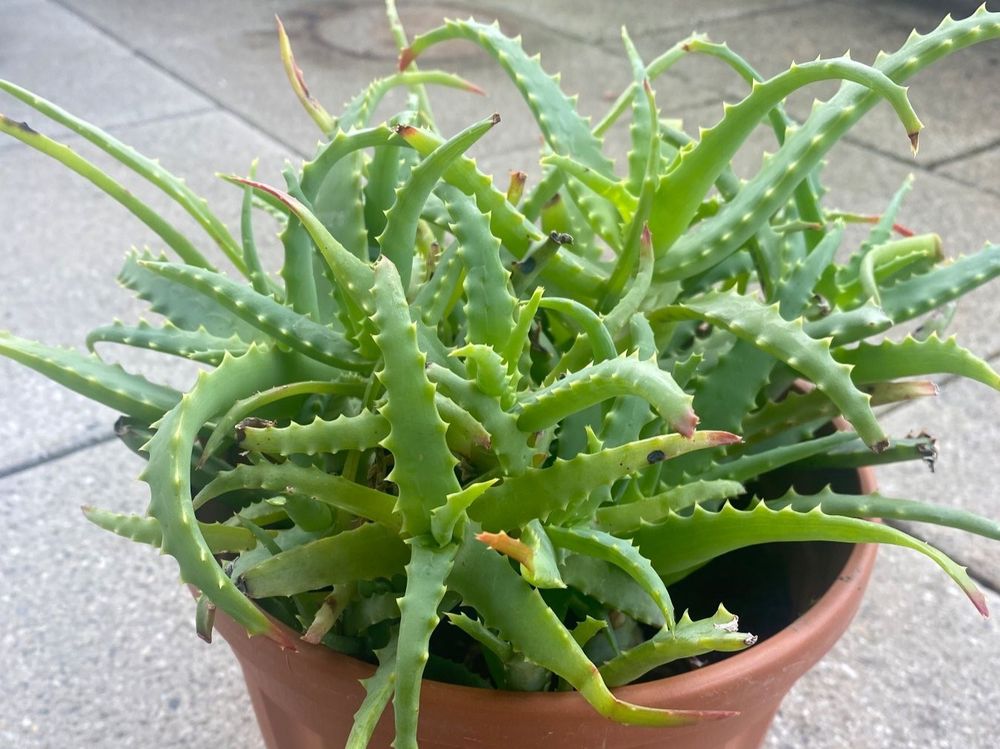 Aloe arborescens (Gebraucht) in Bassersdorf für CHF 6 – nur Abholung auf Ricardo kaufen