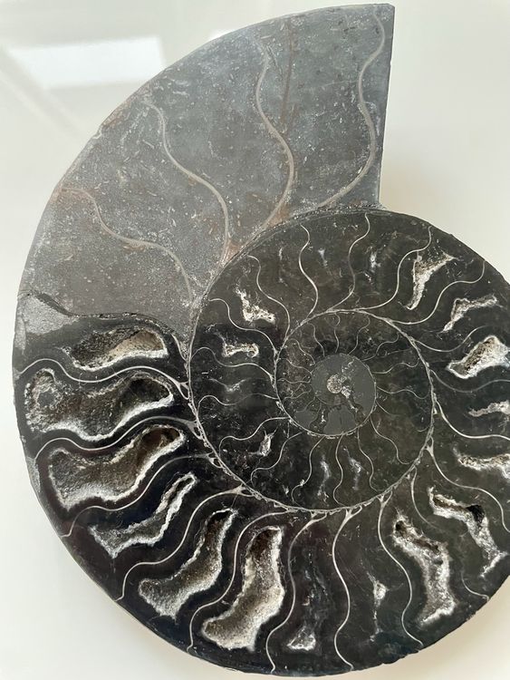 Ammonit Madagaskar. (Neu und originalverpackt) in Adliswil für CHF 120 – mit Lieferung auf ...