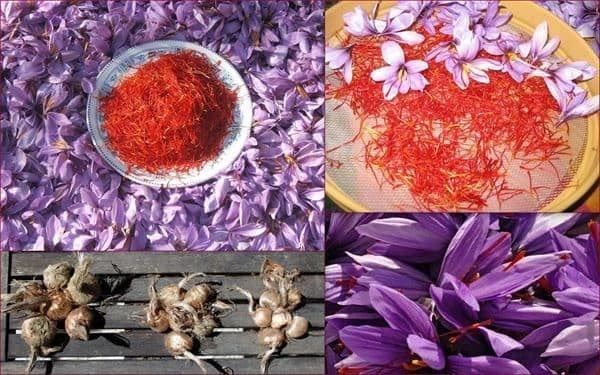 BULBES DE SAFRAN crocus sativus 50x bulbes ENVOIS GRATUIT (Gebraucht ...