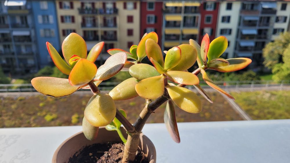 Crassula ovata Hummel's Sunset (Geldbaum) (Gebraucht) in Zürich für CHF ...