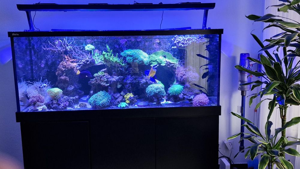 Neues Meerwasser Aquarium Set : Meerwasser aquarium Set,erst wenige ...
