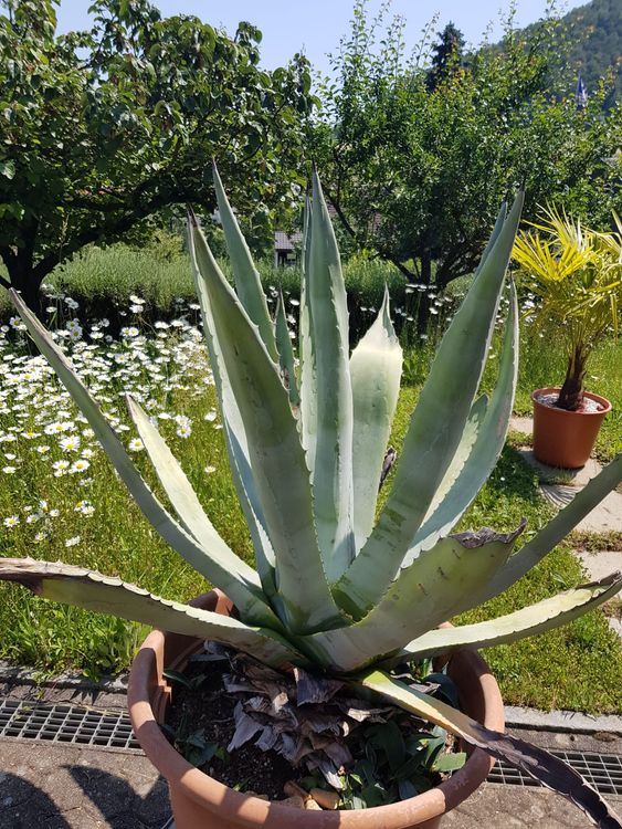 Agave (Gebraucht) in Zeihen für CHF 30 – nur Abholung auf Ricardo kaufen