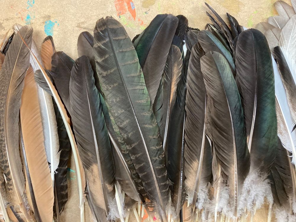 200 Pfauen Federn | Kaufen auf Ricardo