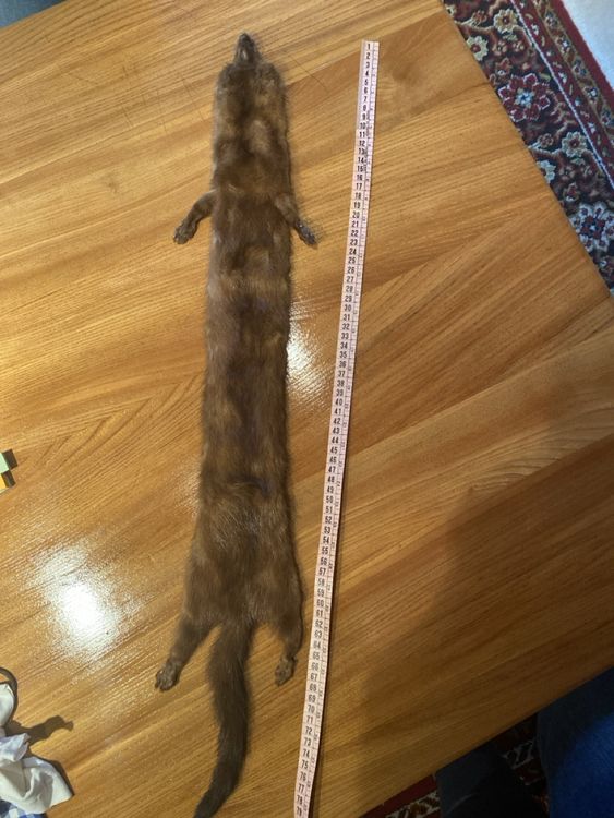 Nerz Schal mit Kopf Pelz Fell ganz (Gebraucht) in Buchs SG für CHF 15 ...