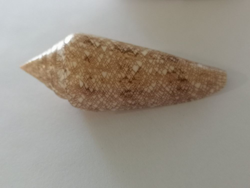 Muschel Conus Gloria Maris 68mm Muscheln Cebu Shell (Neu (gemäss ...