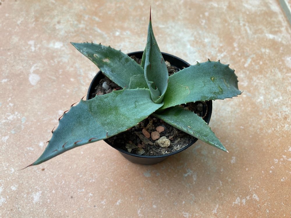 Agave sp. 'Azul Monterey', winterhart (Neuf (Voir description)) à ...