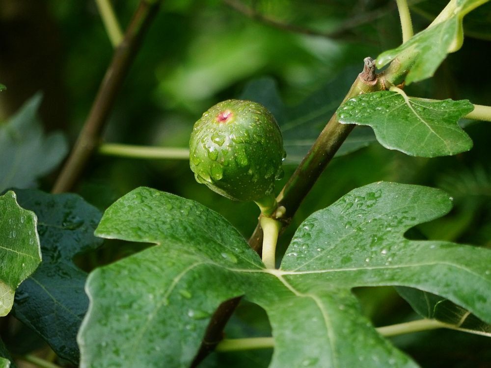 Feigenbaum ficus carica 80 cm (Neu (gemäss Beschreibung)) in Roggwil ...