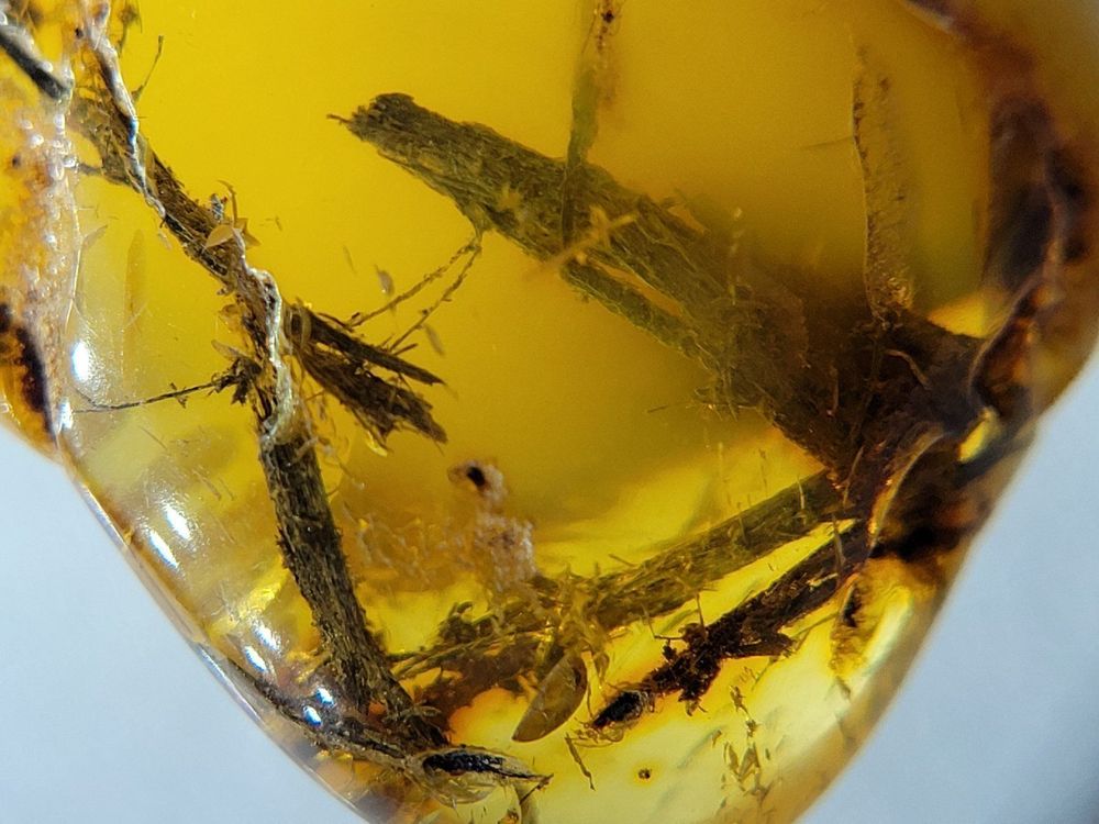 HAMMER Bernstein mit seltenen Inklusen!! Holz Zweige groß (Neu (gemäss ...