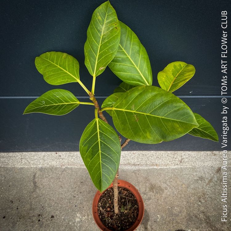 Ficus Altissima Aurea Variegata - 70-80cm Stämmchen (Neu und ...