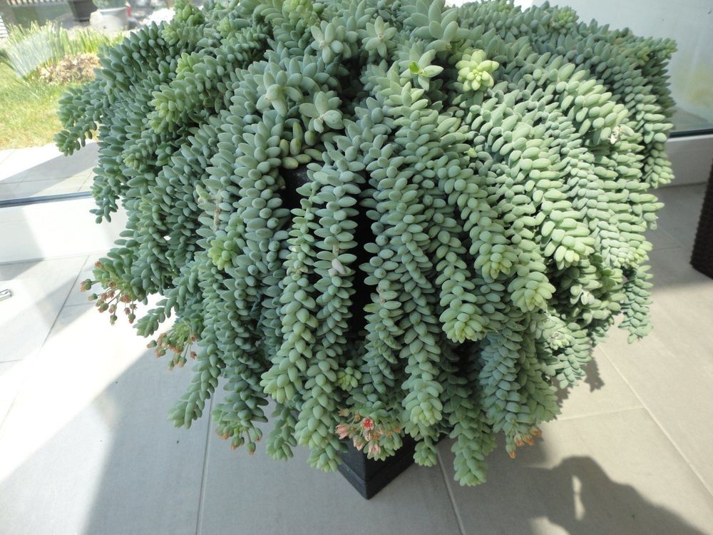 Schlangenfetthenne , Affenschwanz Sedum | Kaufen auf Ricardo