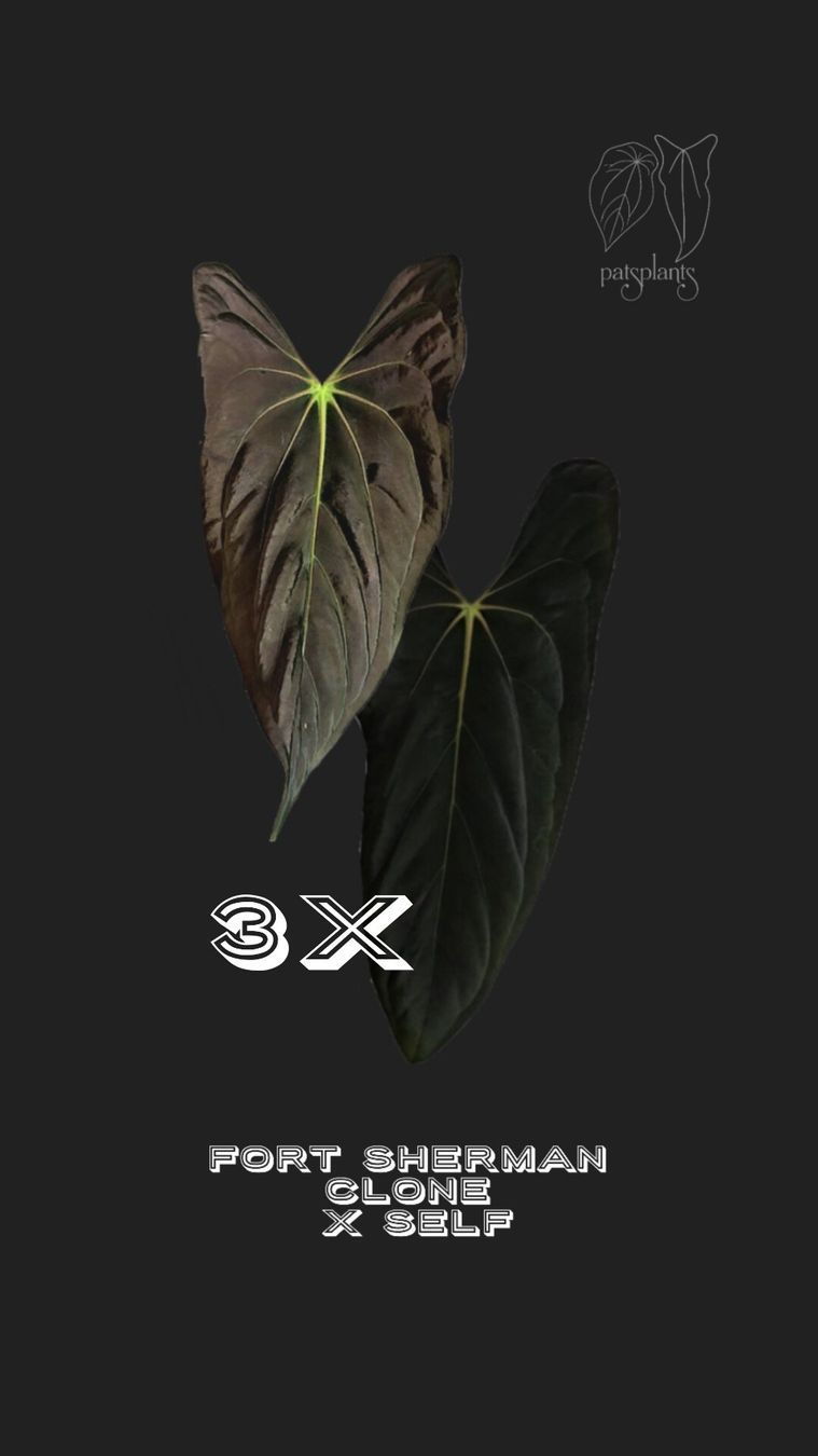 3x Anthurium Fort Sherman x self seedlings (Gebraucht) in Märstetten für CHF 97 – mit Lieferung ...