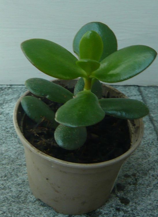 Pflanze / Geldbaum (Neu (gemäss Beschreibung)) in Ruggell für CHF 5 ...