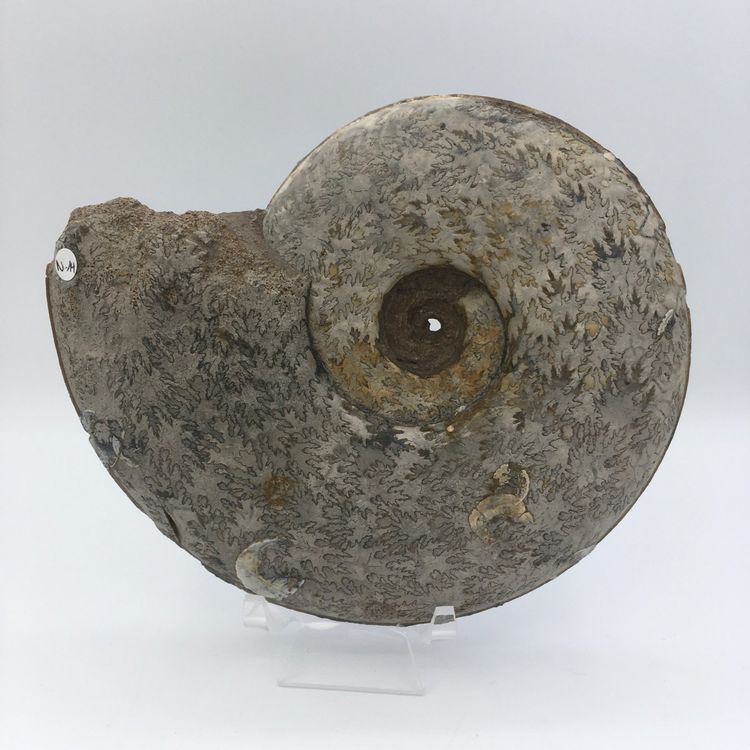 Ammonit - Schweiz - Original (Neu (gemäss Beschreibung)) in Samstagern für CHF 159 – mit ...