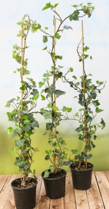 Irischer Efeu gestäbt – Container (Neu und originalverpackt) in ...