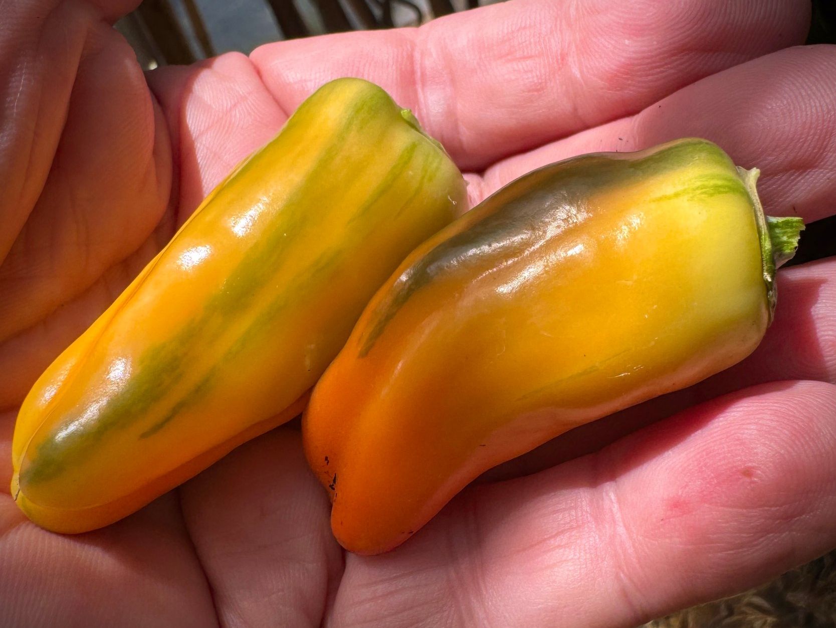 Paprika, Candy Cane rot, Rarität, 10 Bio Samen (Neu und ...