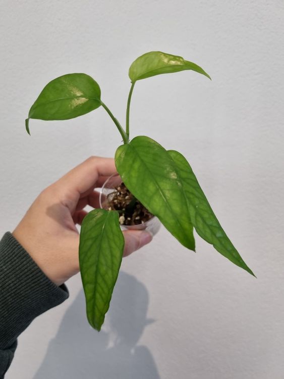 Epipremnum Pinnatum 'Skeleton key' (Gebraucht) in Bern für CHF 10 – mit ...