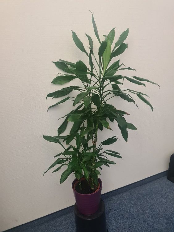 Zimmerpflanze Drachenbaum 140cm mit Uebertopf (Gebraucht) in Zürich für CHF 37 – nur Abholung ...