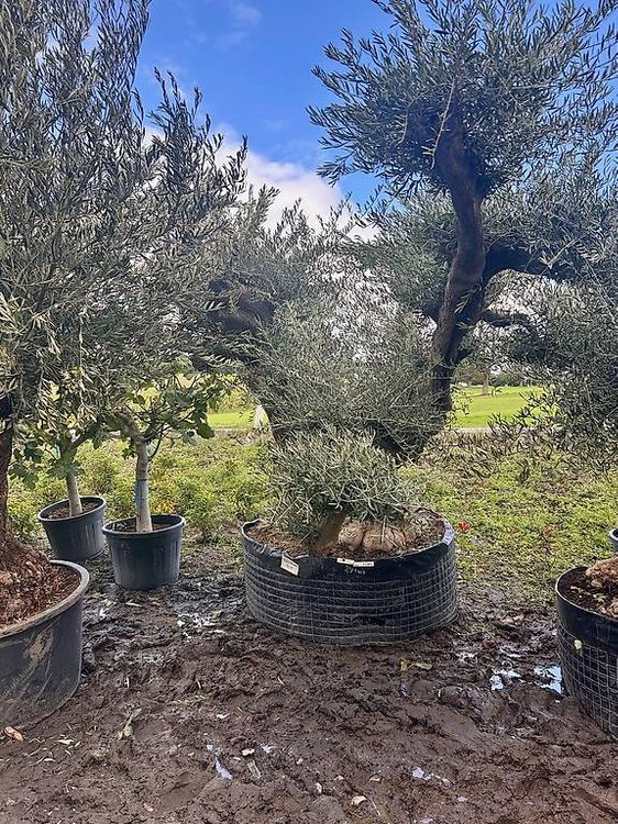 Olivenbaum "Gigantus" (Gebraucht) in Zuckenriet für CHF 5550 – nur Abholung auf Ricardo kaufen