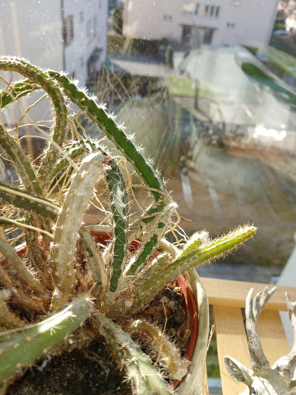 🌵 Selenicereus validus – Steckling 10–20 cm (unbewurzelt) (Gebraucht ...