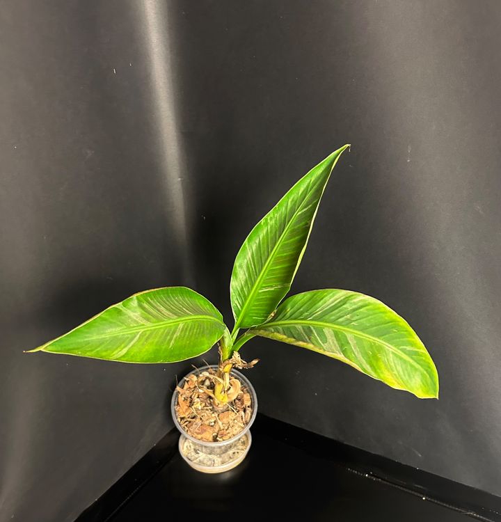 MUSA BANANA NONO PINK VARIEGATA LOW VARIEGATION TOP OFFER (Gebraucht ...