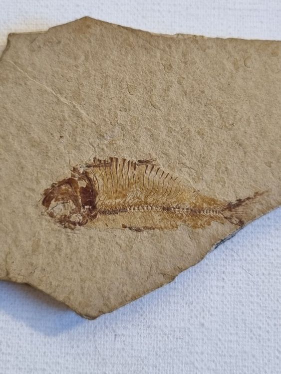 Altes schönes Fossil [ Fisch ] | Kaufen auf Ricardo