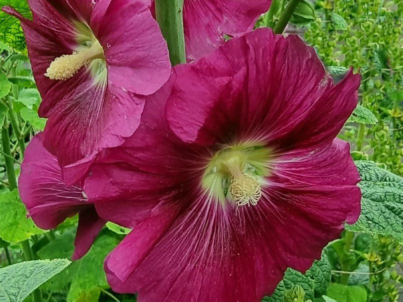 STOCKROSE, MALVE Burgund-Violett (Alcea rosea)/ 10 Samen (Neu (gemäss ...