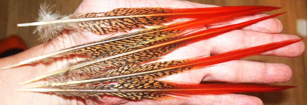 Deko Federn 494 – 20 bis 25 cm – Fasan -Schwert Feder 5 Stk. | Kaufen ...