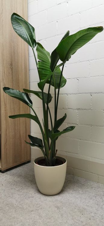 STRELIZIE / PARADIESVOGELBLUME (Gebraucht) in Jona für CHF 60 – nur Abholung auf Ricardo kaufen