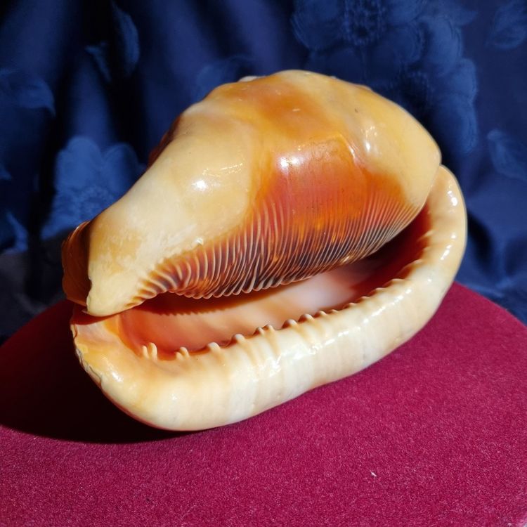 Muschel gross (Gebraucht) in Kriens für CHF 14.85 – mit Lieferung auf ...