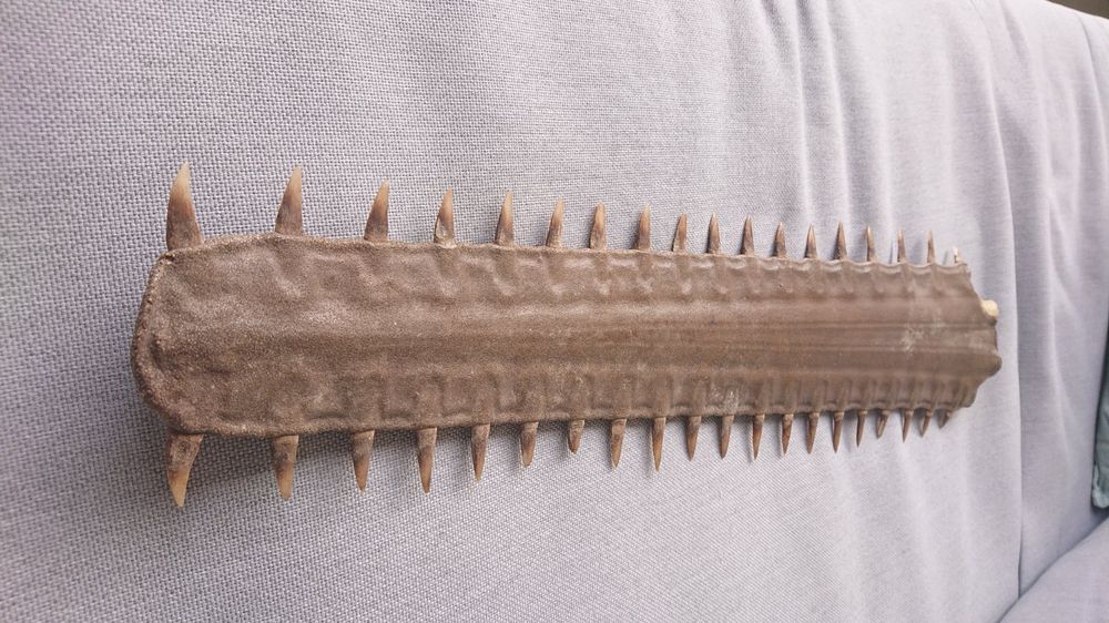 Sägefisch / Sägerochen - Säge / Rostrum - Fossil (Gebraucht) in Ittigen ...