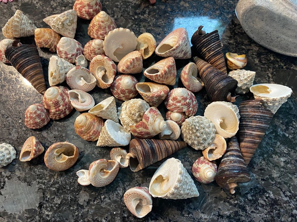 Muscheln und Deko Sand/Granulat/Steine (Gebraucht) in Glattbrugg für CHF 5 – mit Lieferung auf ...