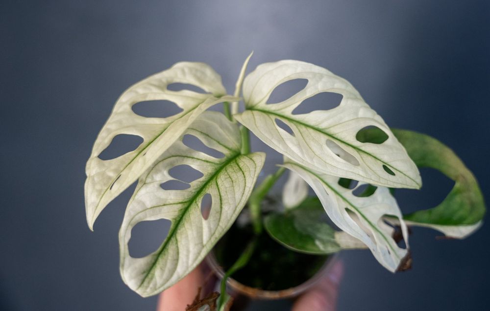 Monstera Adansonii Albo Variegata 'Full Moon' (Gebraucht) in Zürich für ...