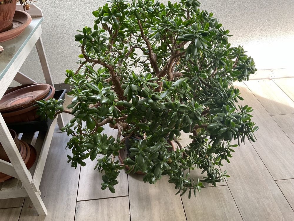 Geldbaum, Crassula ovata, 34 Jahre alt (Gebraucht) in Möhlin für CHF ...