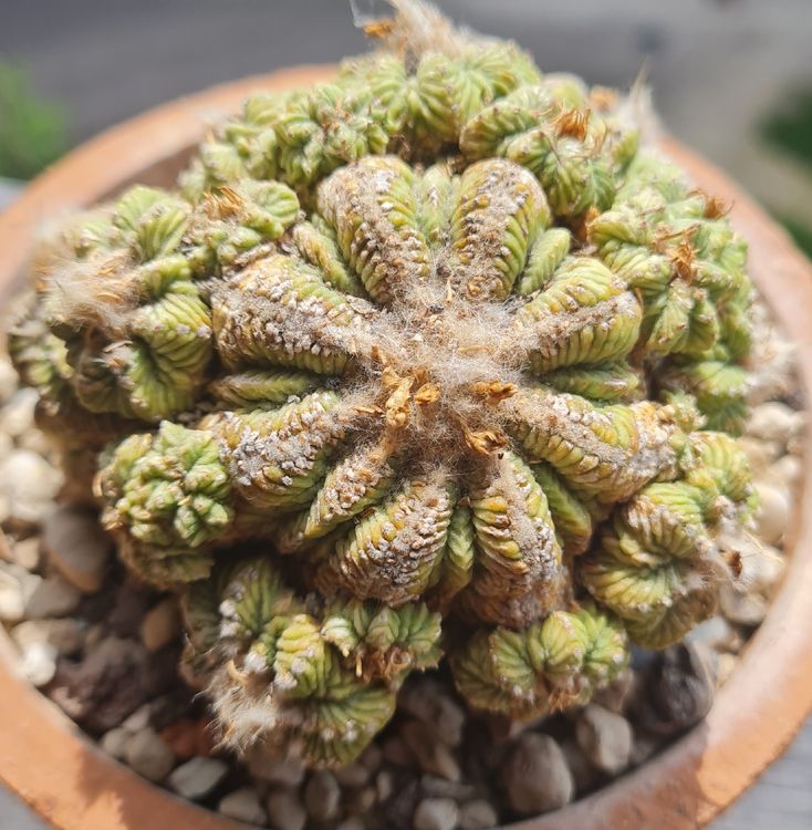 Aztekium Ritterii, tief gepfropft, uralt (Gebraucht) in Basel für CHF ...