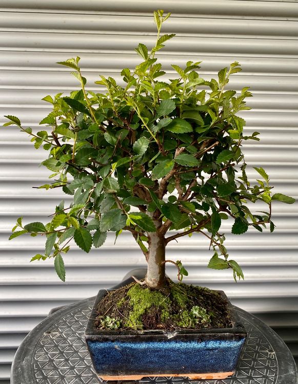 Bonsai Zelkova parvifolia, chinesische Ulme ca 12 Jahre alt | Kaufen ...