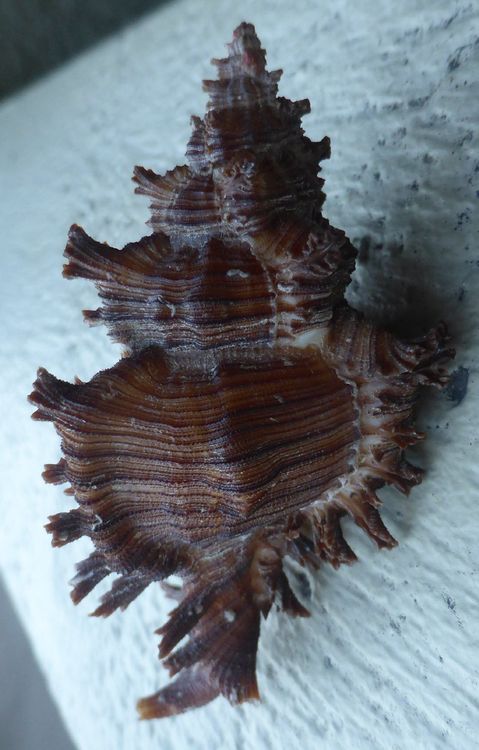 CHICOREUS TORREFACTUS,GROSSE DORNEN 8 CM (Neu (gemäss Beschreibung)) in ...