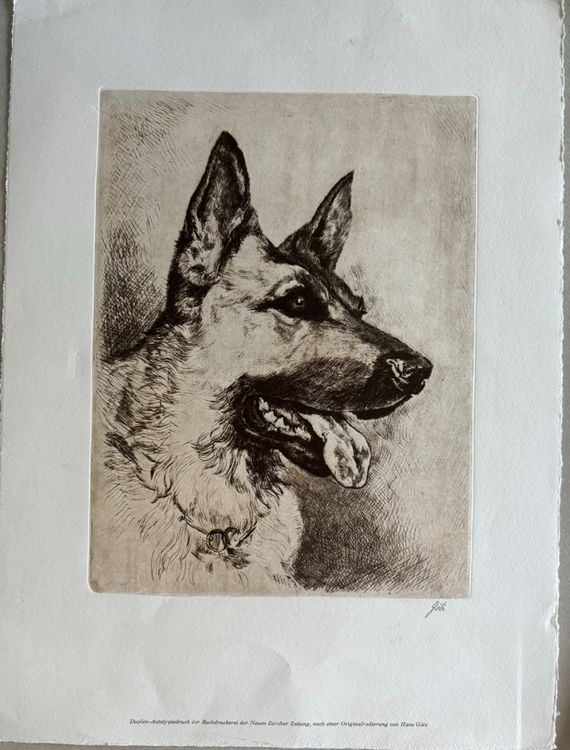 Hans Götz, Duplex-Autotypiedruck - Schäfer Hund (Gebraucht) in ...