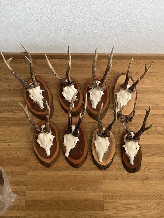 8 Rehbock Gehörne Trophäen Jagd Deko Hirsch (Gebraucht) in Solothurn ...