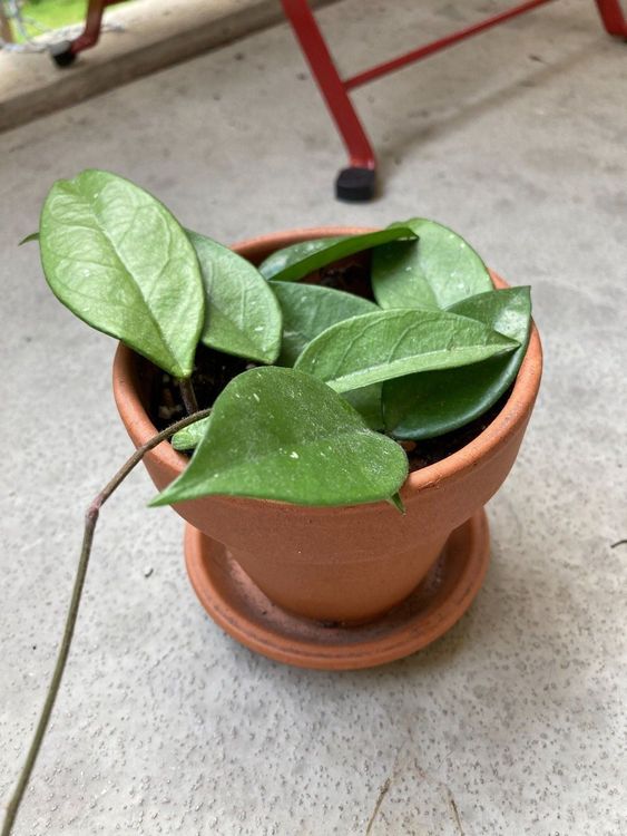 Hoya carnosa | Kaufen auf Ricardo
