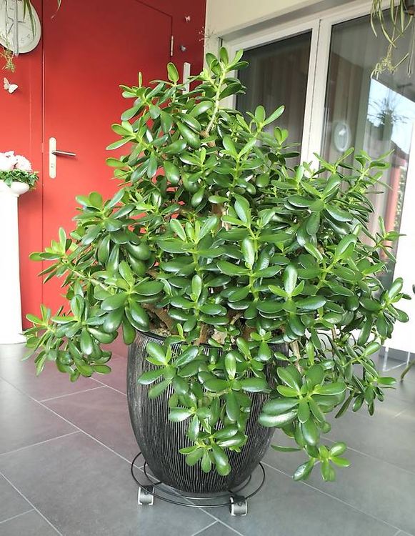 Geldbaum (Crassula ovata) mit sehr schönem Topf (Gebraucht) in Wangen ...