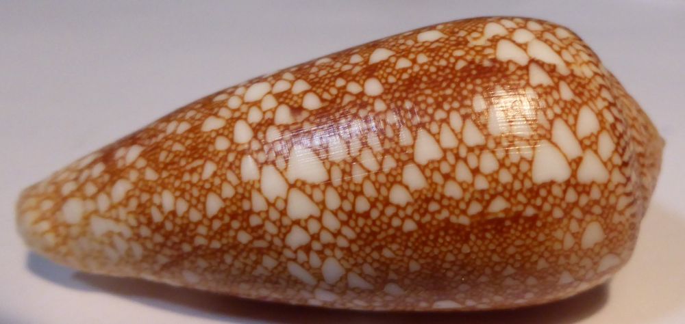 SCHÖNE CONUS OMARIA VIPERINUS,--GEM -SAMMLER -MUSCHEL (Gebraucht) in ...