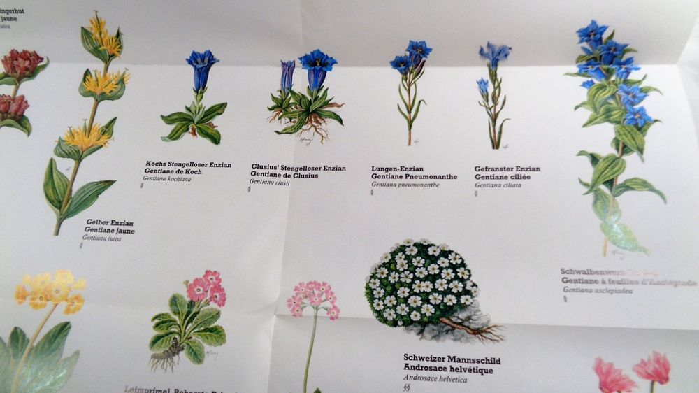 Geschützte Pflanzen 1 + 2 / 2 Grosse Faltbilder ab Fr. 3.- (Gebraucht) in Bellach für CHF 3 ...