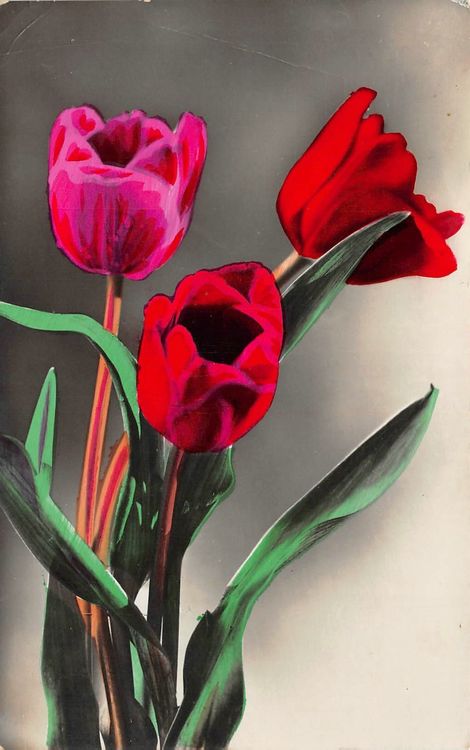 rote Tulpen | Kaufen auf Ricardo