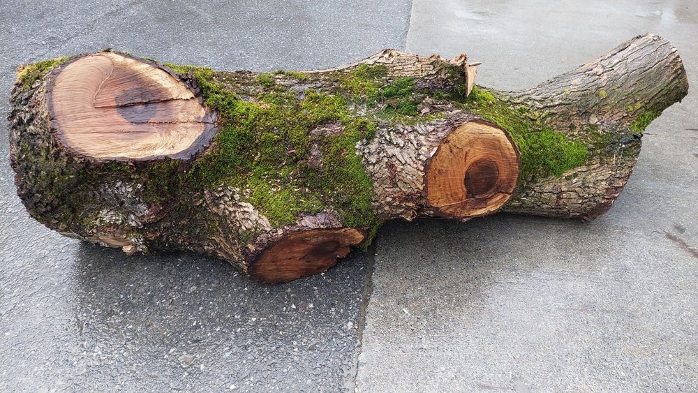 Nussholz Stamm Holz Nussbaumstamm Sägen drechseln basteln (Neu (gemäss ...