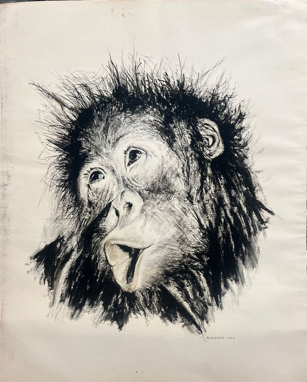 G. Sacker - Affen Portrait Pastell Gemälde | Kaufen auf Ricardo