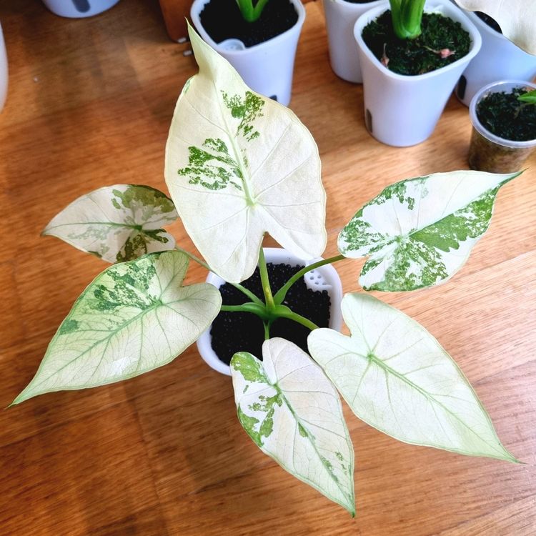 Alocasia odora californica / gageana aurea (albo?) (Gebraucht) in ...